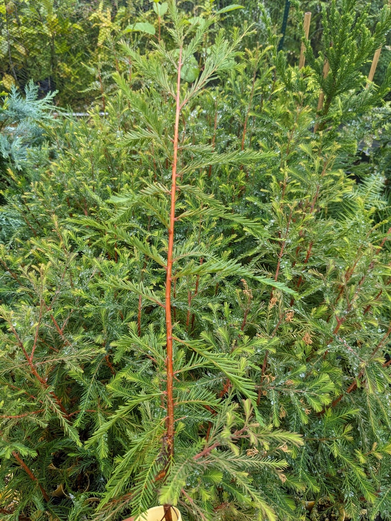 Montezuma Cypress taxodium Mucronatum - Etsy