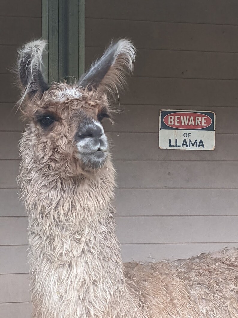 Mean Time Ranch Llama Beans Let Morty & Chalmers Help Keep Your Garden ...
