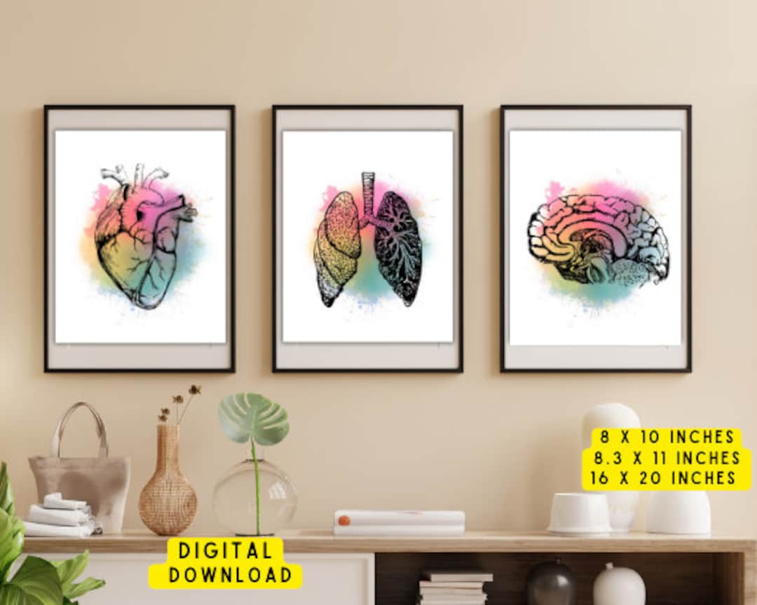 Anatomical Heart -anatomical Brain -human Lungs - Set of 3, Human ...