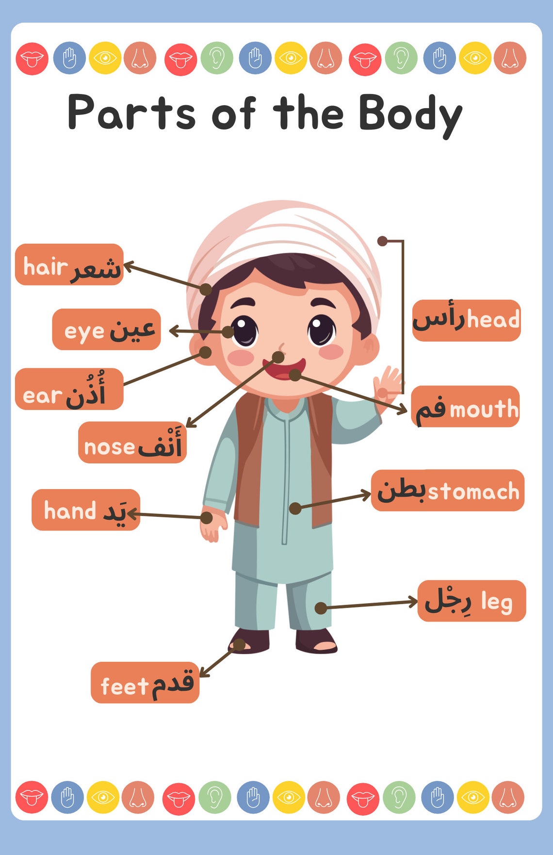 Parts of the Body Arabic Educational Poster for Home and School, Arabic ...