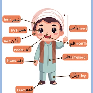 Parts of the Body Arabic Educational Poster for Home and School, Arabic ...