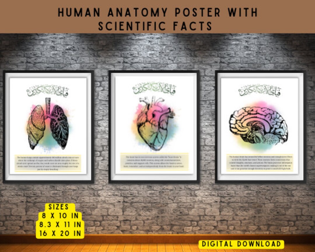Human Anatomy Poster,brain Poster, Heart Poster,science Wall Art,school ...