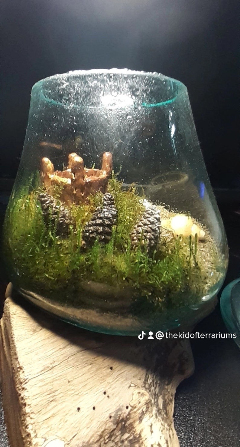 Log Based Glass Terrarium CONCEPT - Etsy