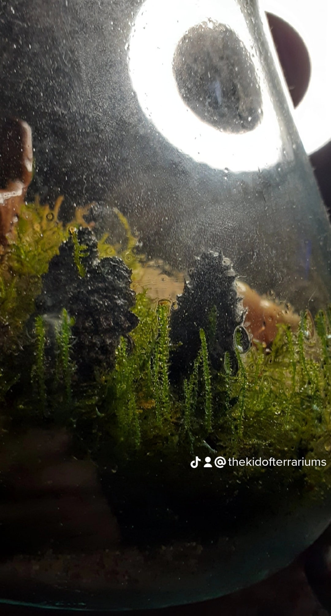 Log Based Glass Terrarium CONCEPT - Etsy