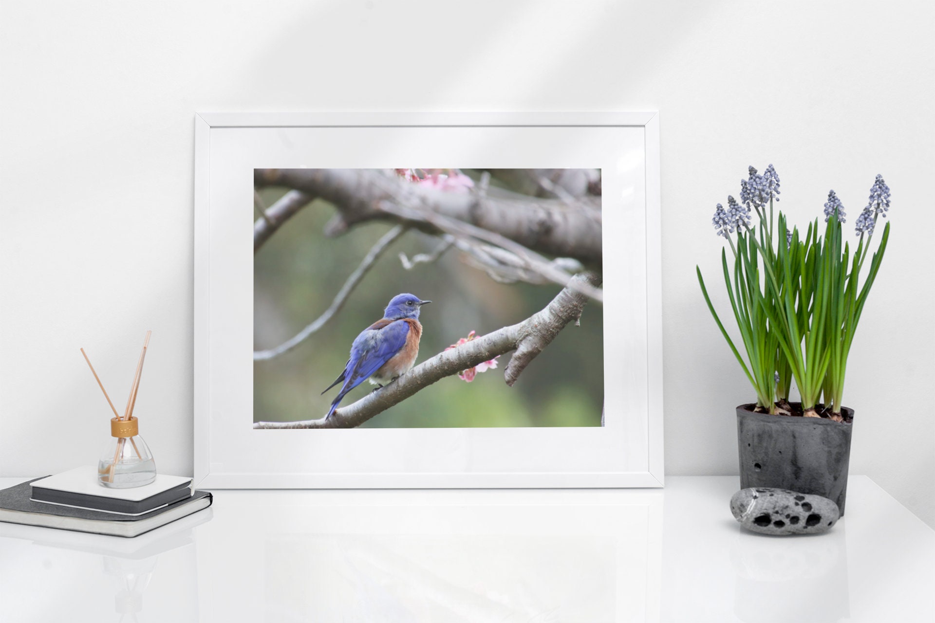 Bluebird Photo, Bluebird Print, Bluebird Picture, Eastern Bluebird ...
