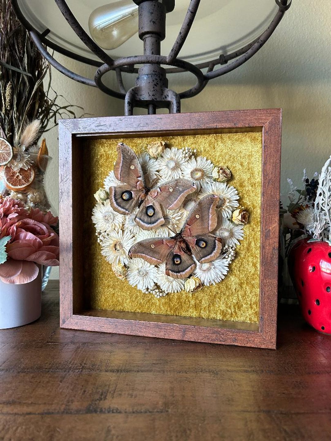 Silk Moth, Wall Decor, Home Decor, Entomology, Curiosities, Oddities ...