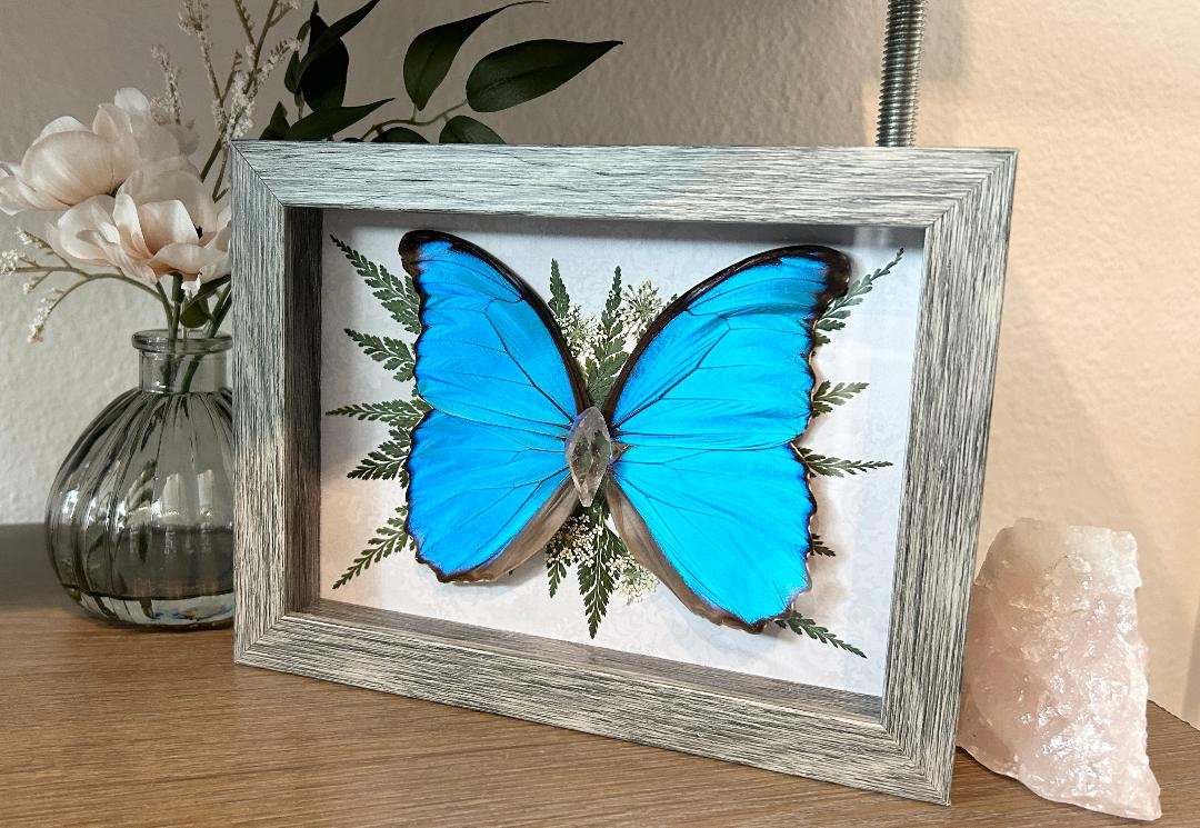 Framed Butterfly Wall Decor Home Decor Entomology - Etsy