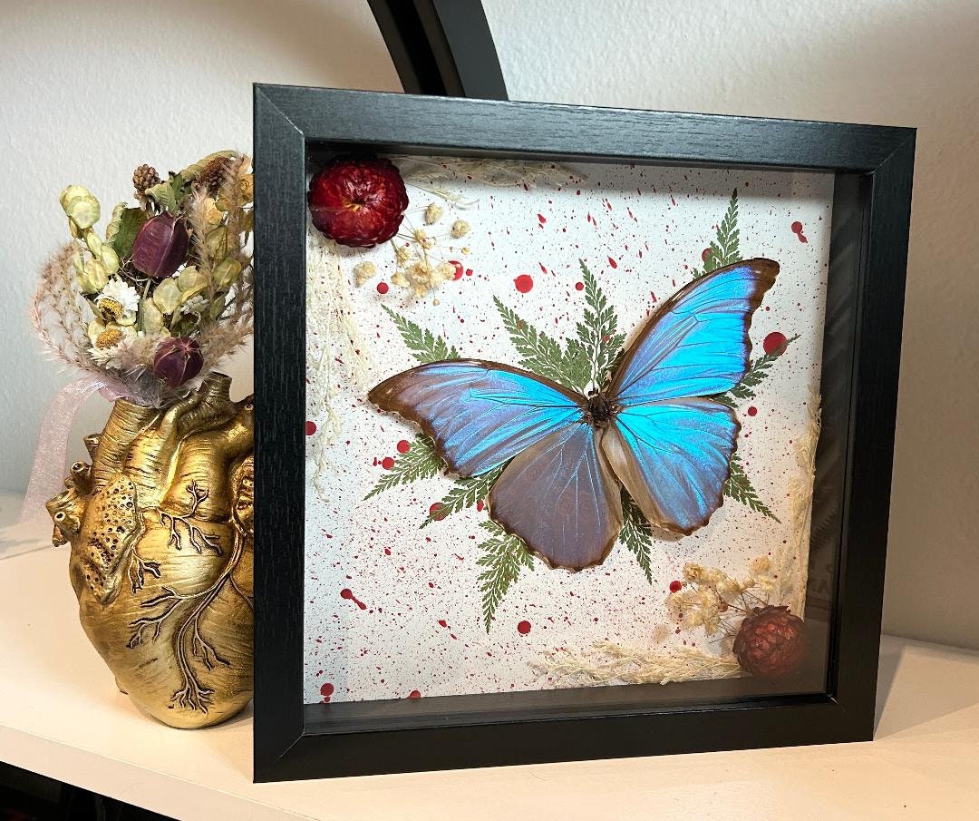 Framed Butterfly, Wall Decor, Home Decor, Entomology, Curiosities ...