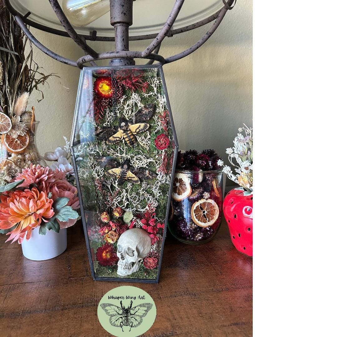 Terrarium, Death's-head Hawkmoth, Glass Coffin, Coffin, Home Decor ...