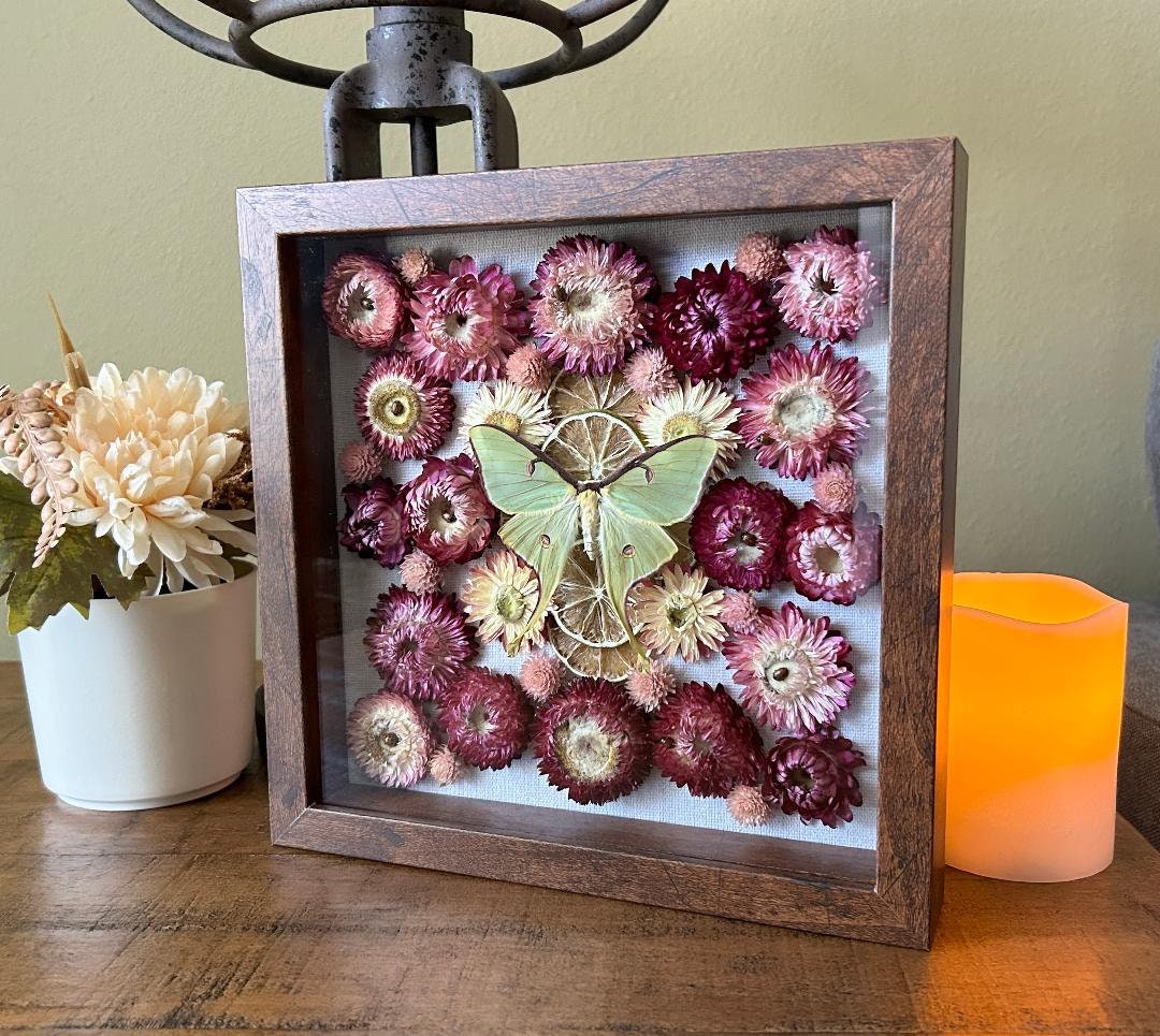 Framed Moth, Wall Decor, Home Decor, Entomology, Curiosities, Insects ...