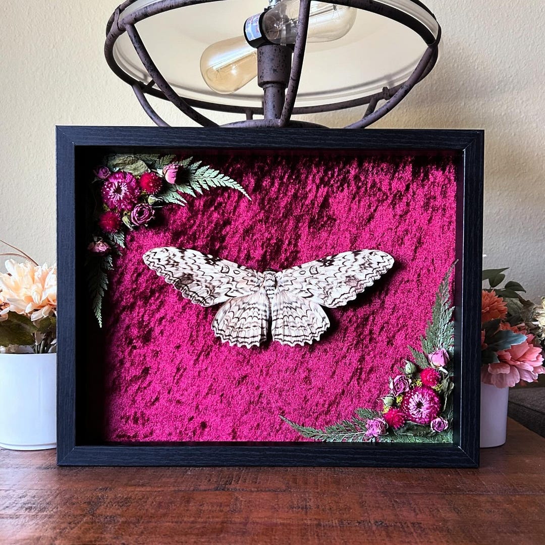 White Witch Moth, Wall Decor, Home Decor, Entomology, Curiosities ...