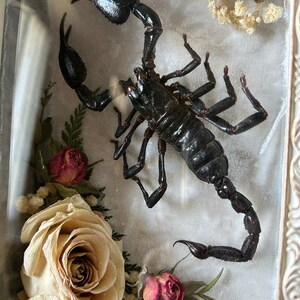 Custom Made, Scorpion, Home Decor, Entomology, Curiosities, Insects ...