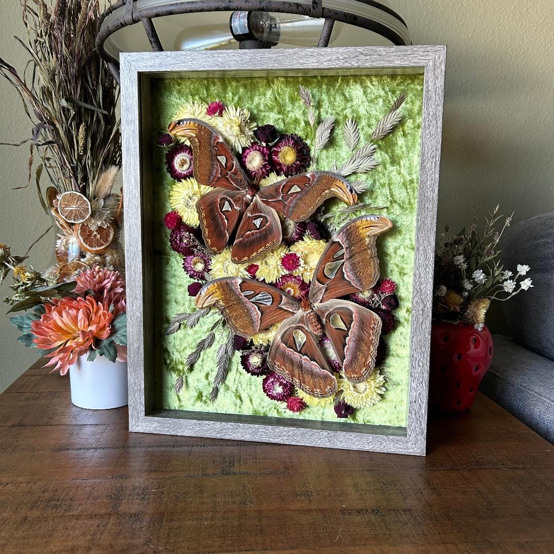 Atlas Moth, Wall Decor, Home Decor, Entomology, Curiosities, Oddities ...