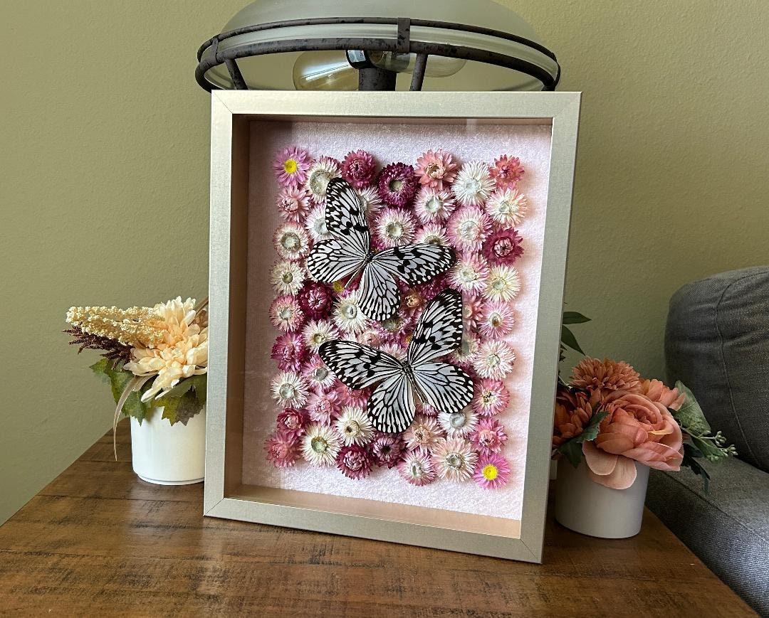 Butterflies, Wall Decor, Home Decor, Entomology, Curiosities, Insects ...
