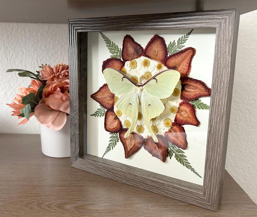 Framed Moth, Wall Decor, Home Decor, Entomology, Curiosities, Insects ...