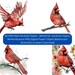 40 PNG, Red Cardinal Clipart , Memorial, Cardinal Clipart, Remembrance ...