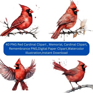 40 PNG, Red Cardinal Clipart , Memorial, Cardinal Clipart, Remembrance ...