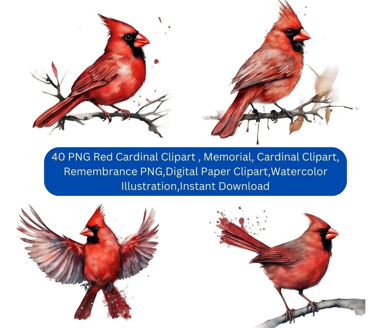 40 PNG, Red Cardinal Clipart , Memorial, Cardinal Clipart, Remembrance ...