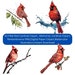 40 PNG, Red Cardinal Clipart , Memorial, Cardinal Clipart, Remembrance ...