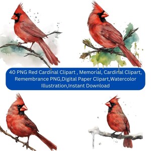 40 PNG, Red Cardinal Clipart , Memorial, Cardinal Clipart, Remembrance ...