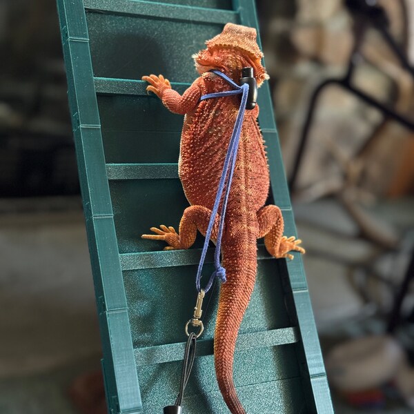 Bearded Dragon Accessories for Tank - Etsy