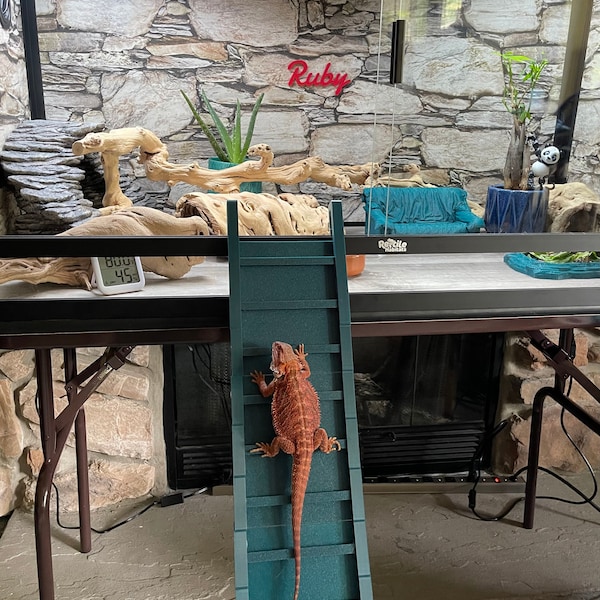 Bearded Dragon Gifts - 60+ Gift Ideas for 2025