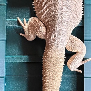 3D Printed Bearded Dragon Ramp Ladder: Reptile Habitat Decor - Etsy