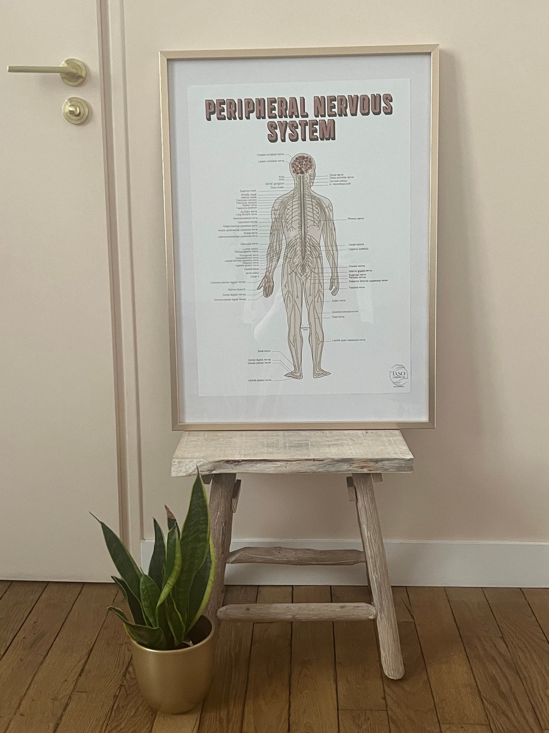Peripheral Nervous System Illustration Medical Anatomy Art - Etsy
