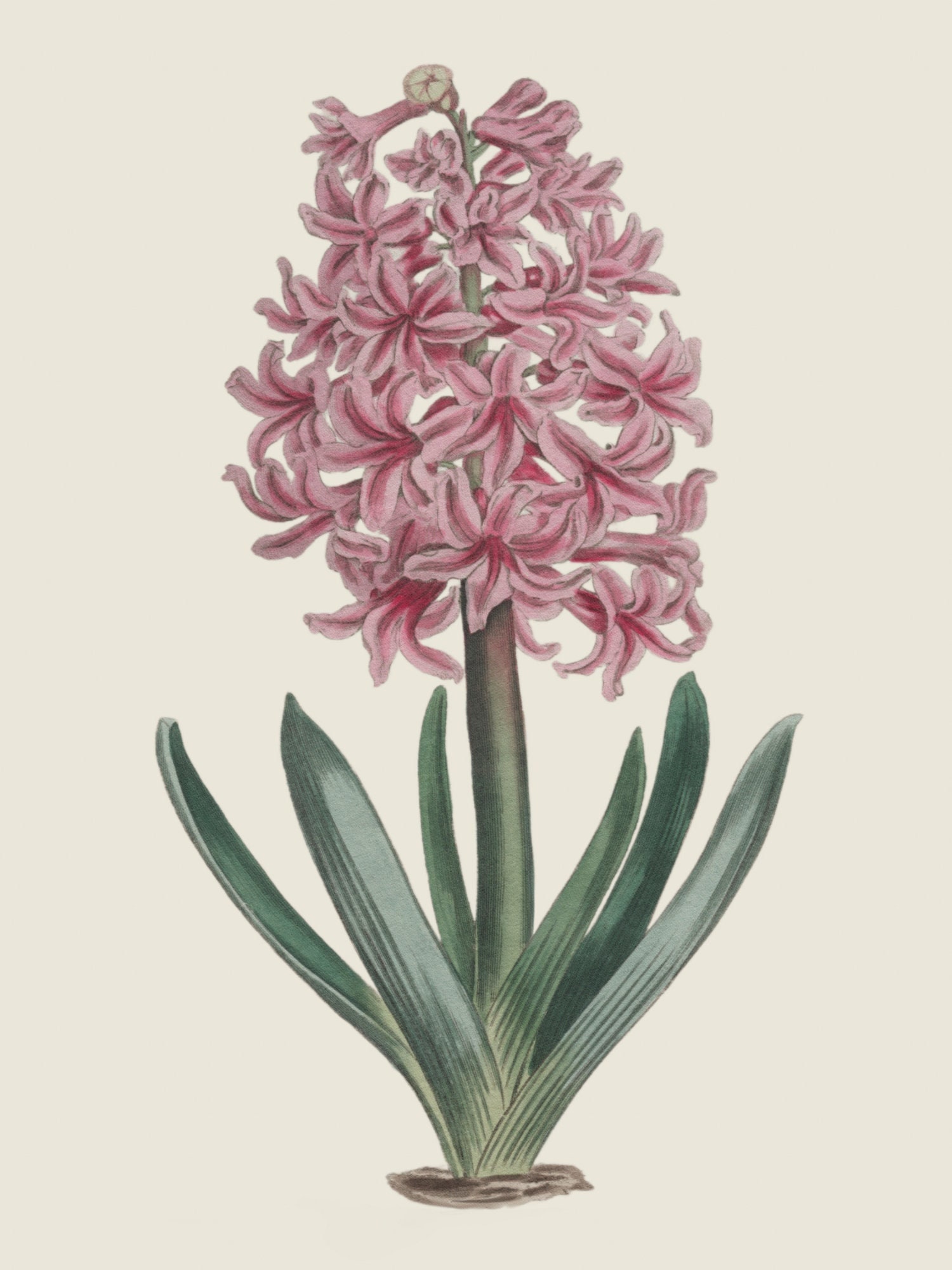 Printable Antique Botanical Wall Art, Antique Hyacinth Print, Flora and ...
