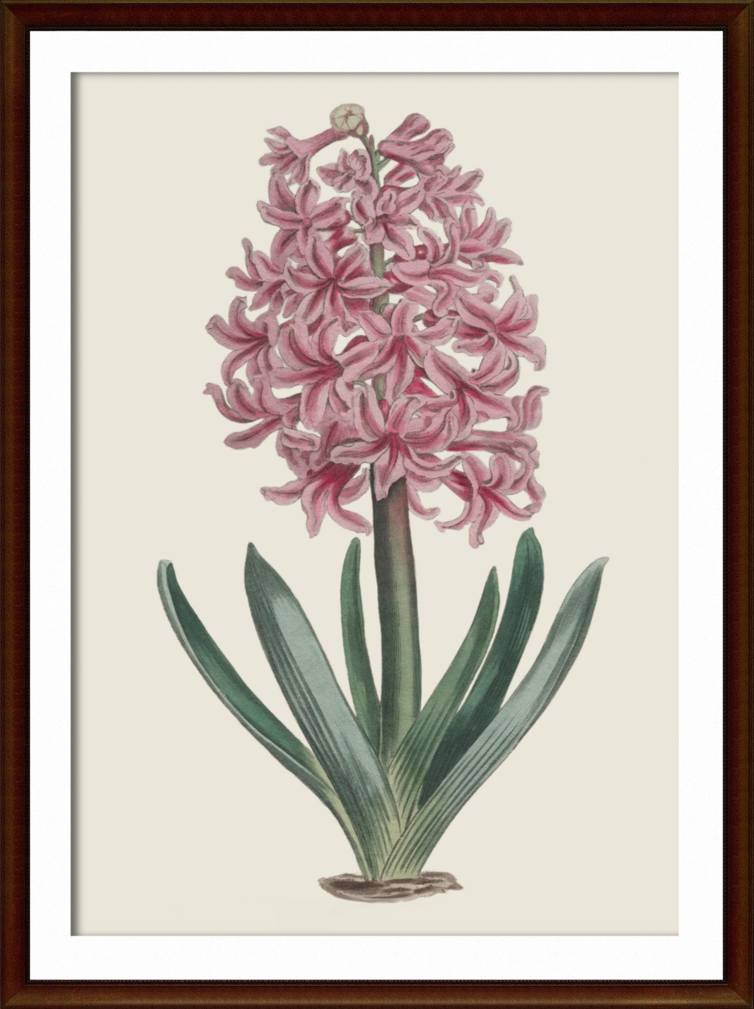 Printable Antique Botanical Wall Art, Antique Hyacinth Print, Flora and ...
