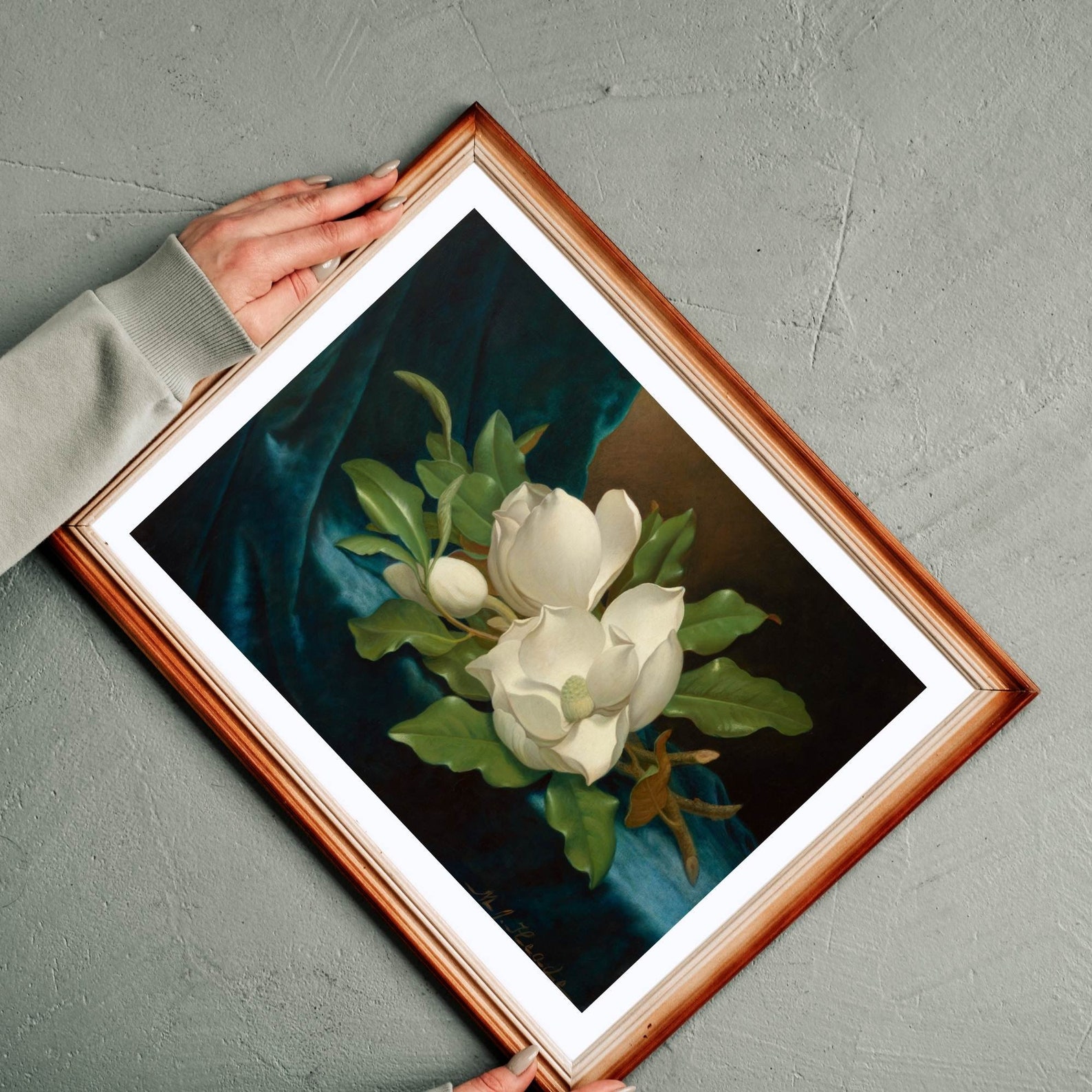 Giant Magnolias, Oil Painting, C 1890, Magnolia Grandiflora, Vintage ...