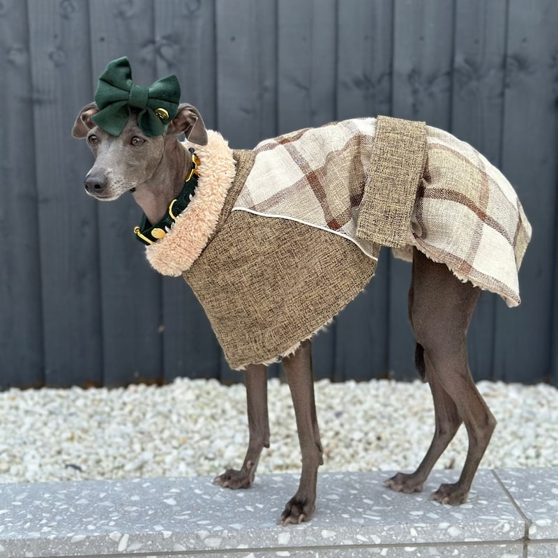 Italian Greyhound Clothing - Etsy