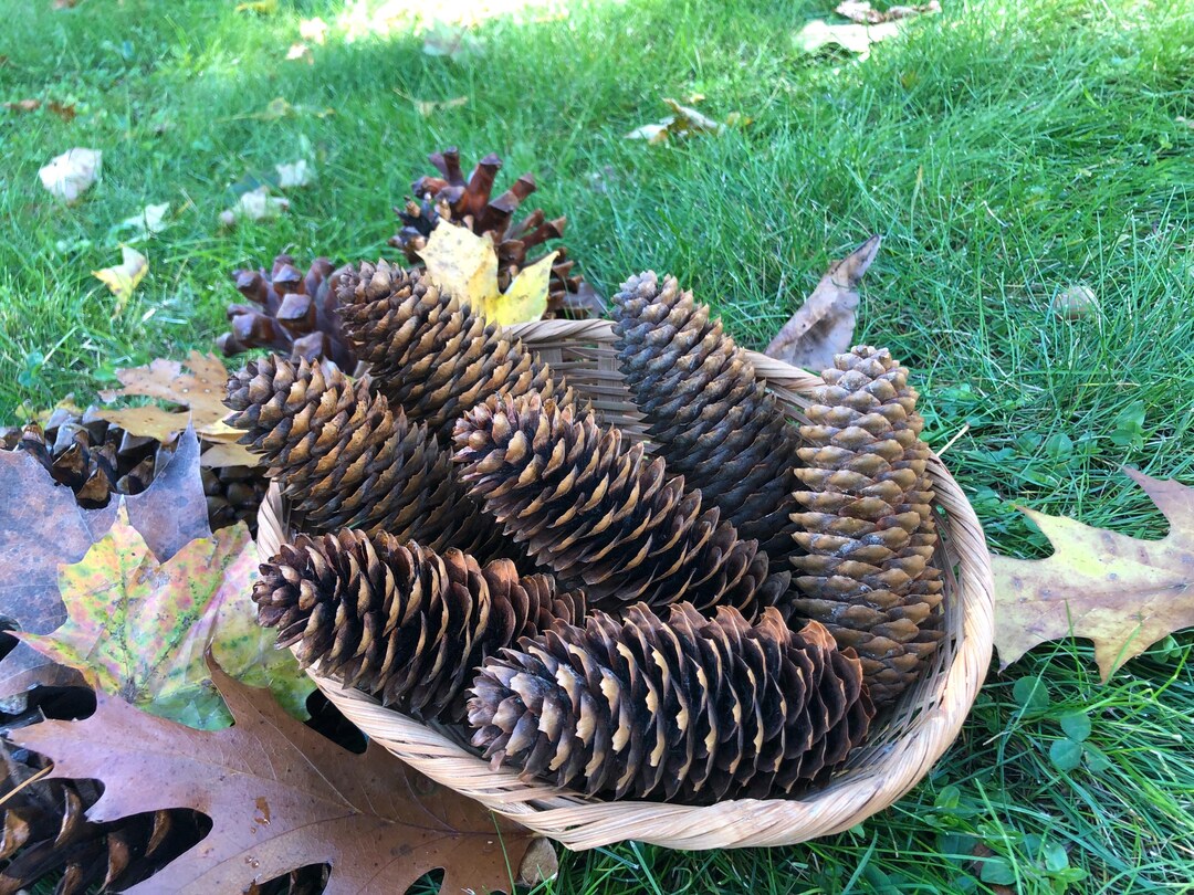 50 Natural Dried NORWAY SPRUCE Pinecones - 3-7 Inch Cones - Rustic ...