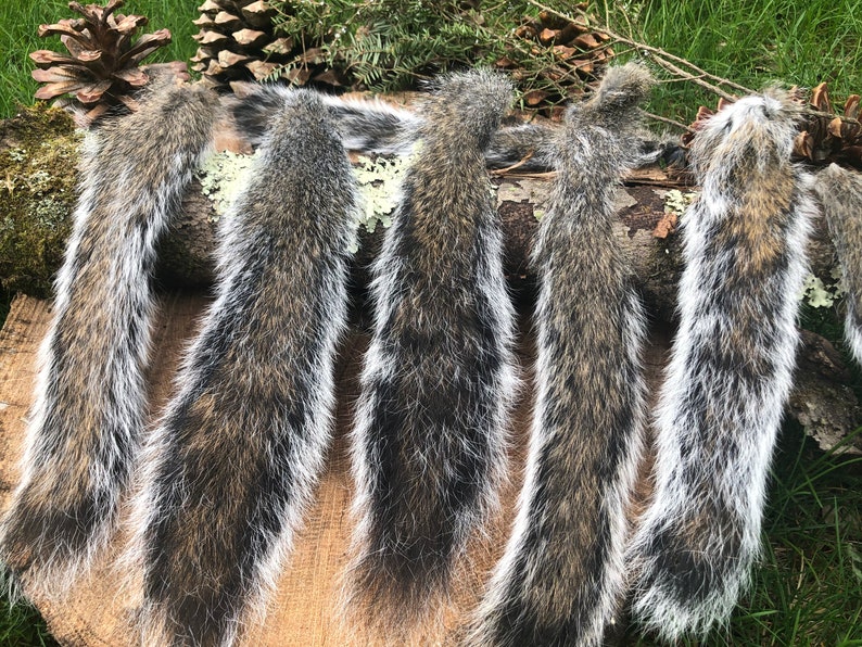 Authentic Deboned Squirrel Tails for DIY Projects & Home Decor - Etsy