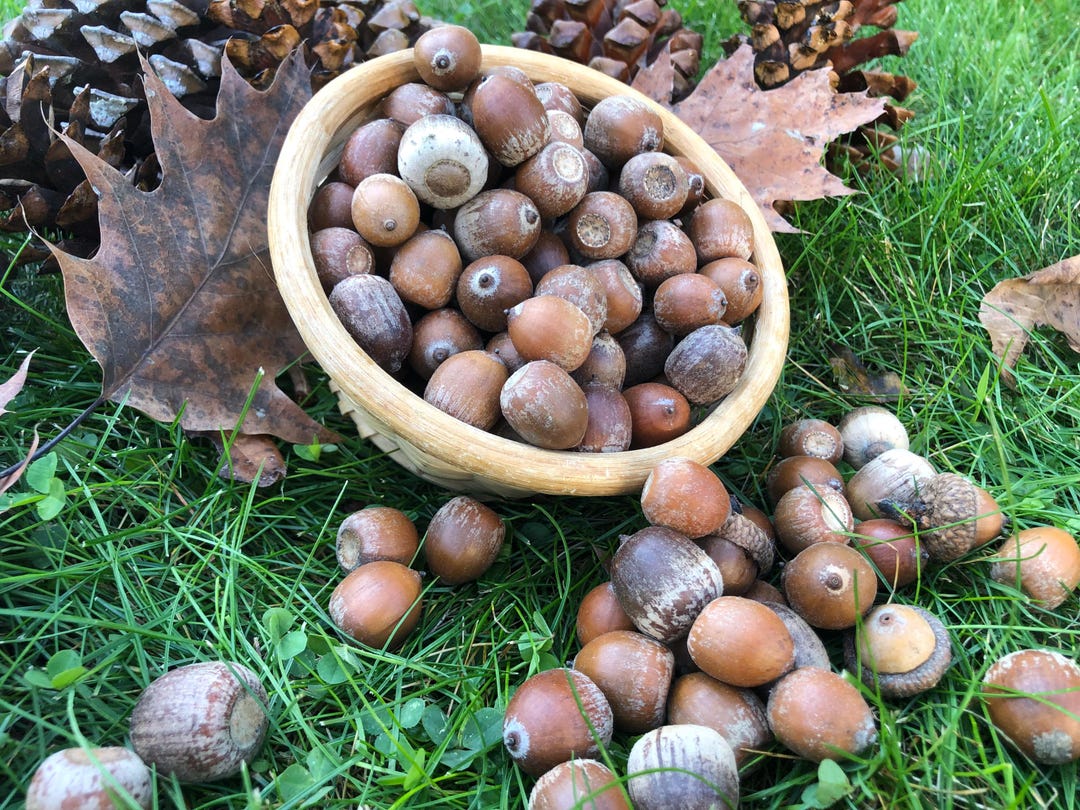 Pennsylvania Forest Gathered Raw Red Oak Acorn Nuts Bug-free Critter ...