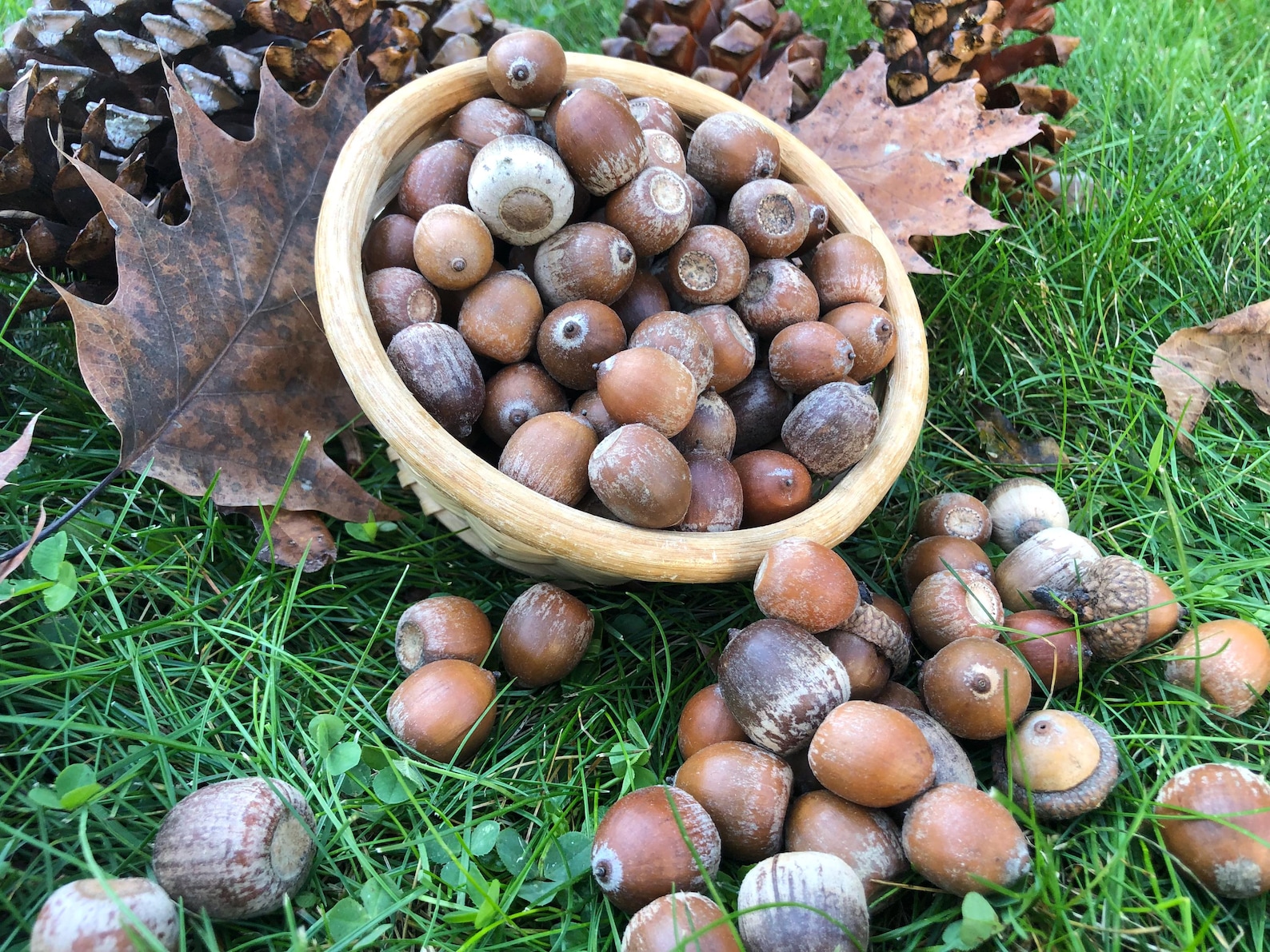 Pennsylvania Forest Gathered Raw Red Oak Acorn Nuts - Bug-free Critter ...