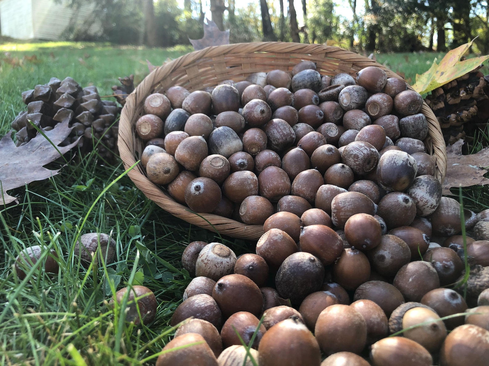 Pennsylvania Forest Gathered Raw Red Oak Acorn Nuts - Bug-free Critter ...