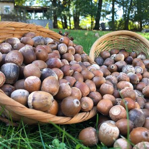 Pennsylvania Forest Gathered Raw Red Oak Acorn Nuts - Bug-free Critter ...