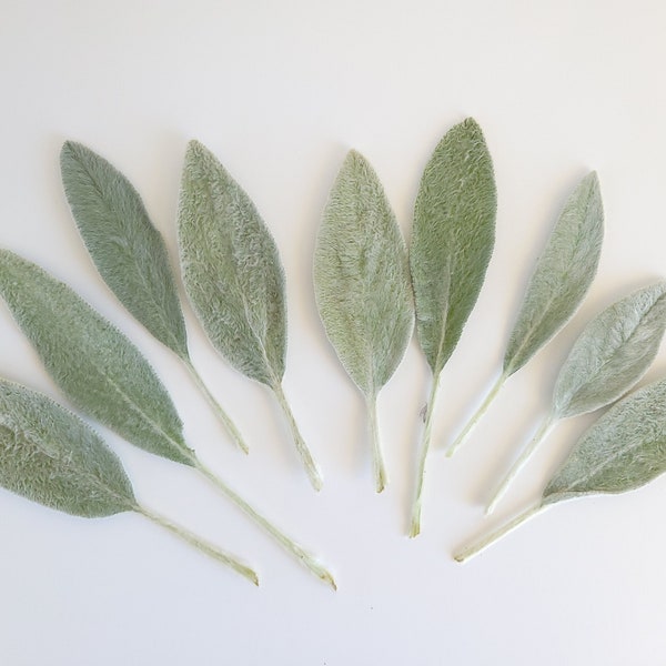 Pressed Leaves - Etsy