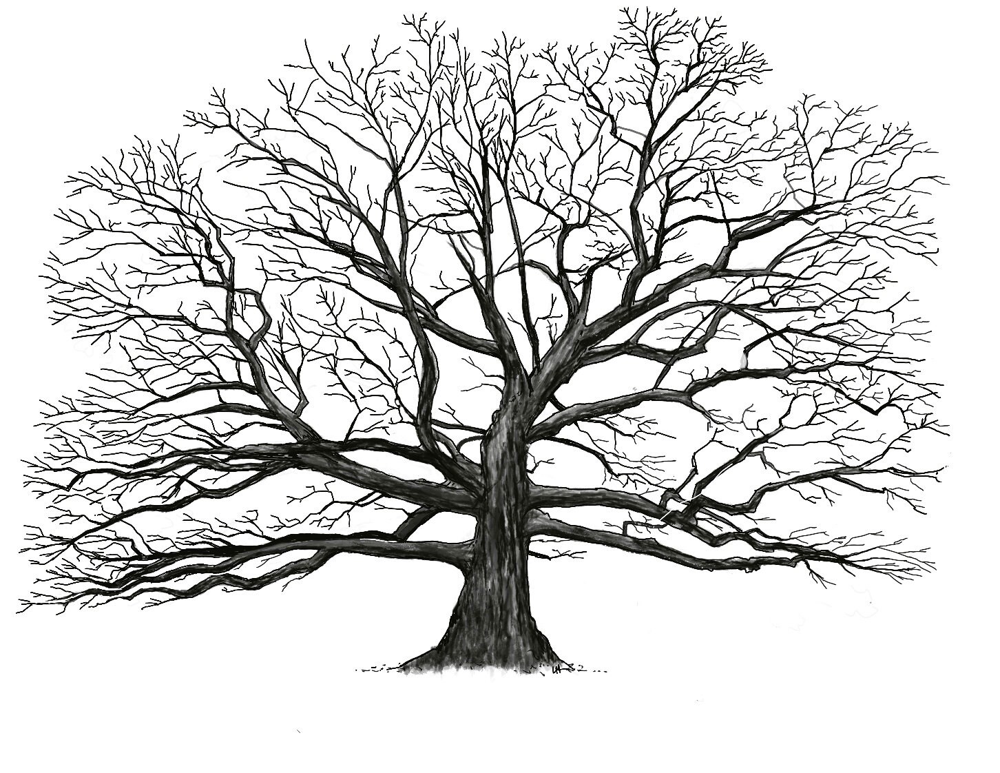 Bare Oak Tree Drawing