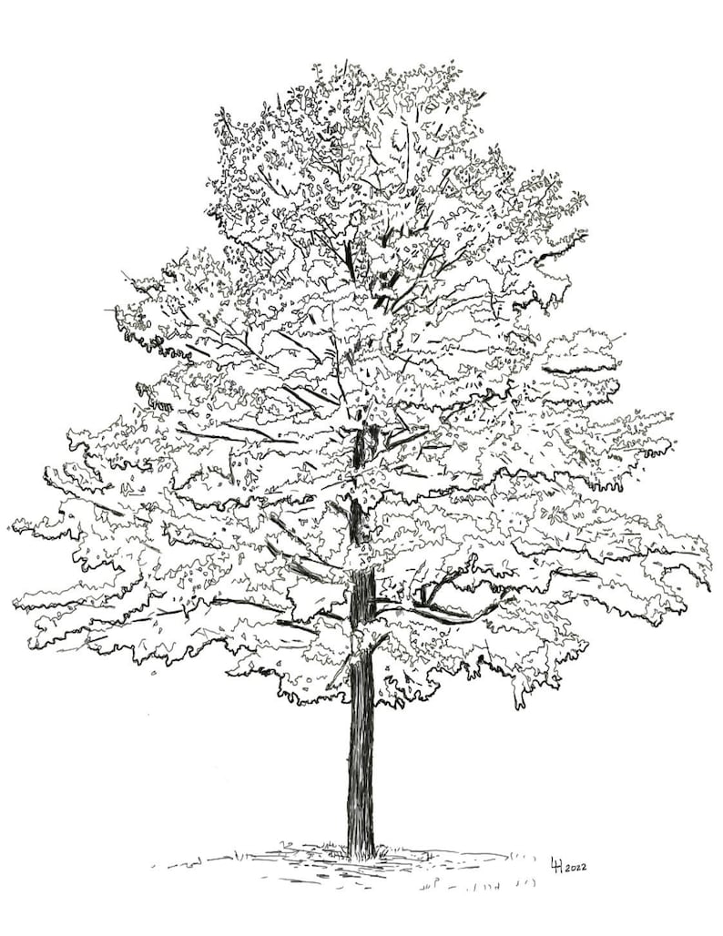 Printable Tree Drawing Artwork, Ink Drawing of a Black Gum Tree, Wall ...