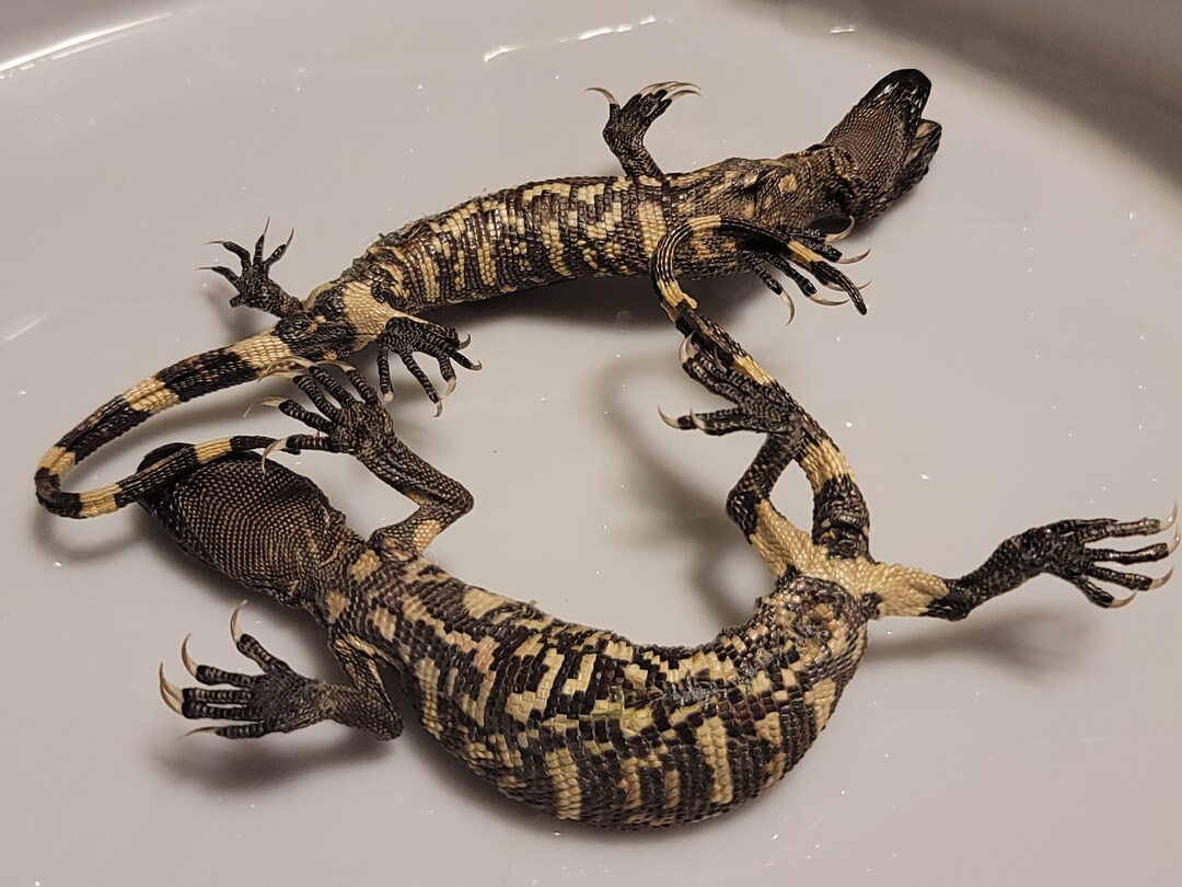 Beaded Lizard heloderma Exasperatum Rare Taxidermy C.B. Legal States ...