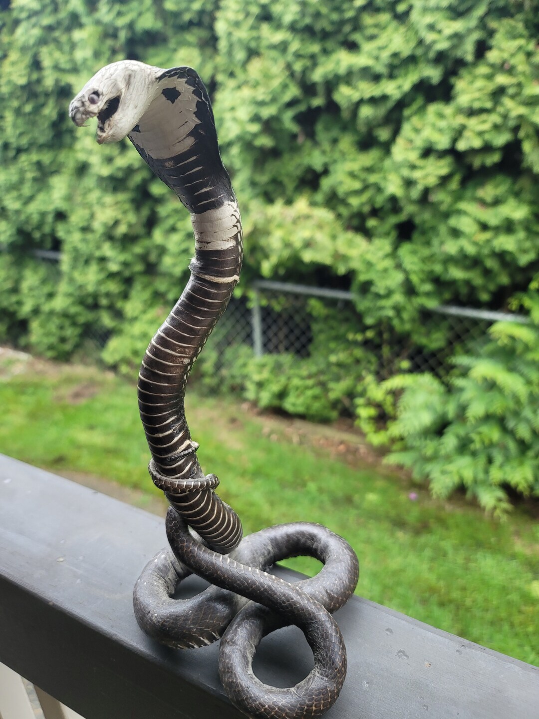 Vintage Monocle Cobra Snake Rare Taxidermy Venomous Reptile Scientific ...