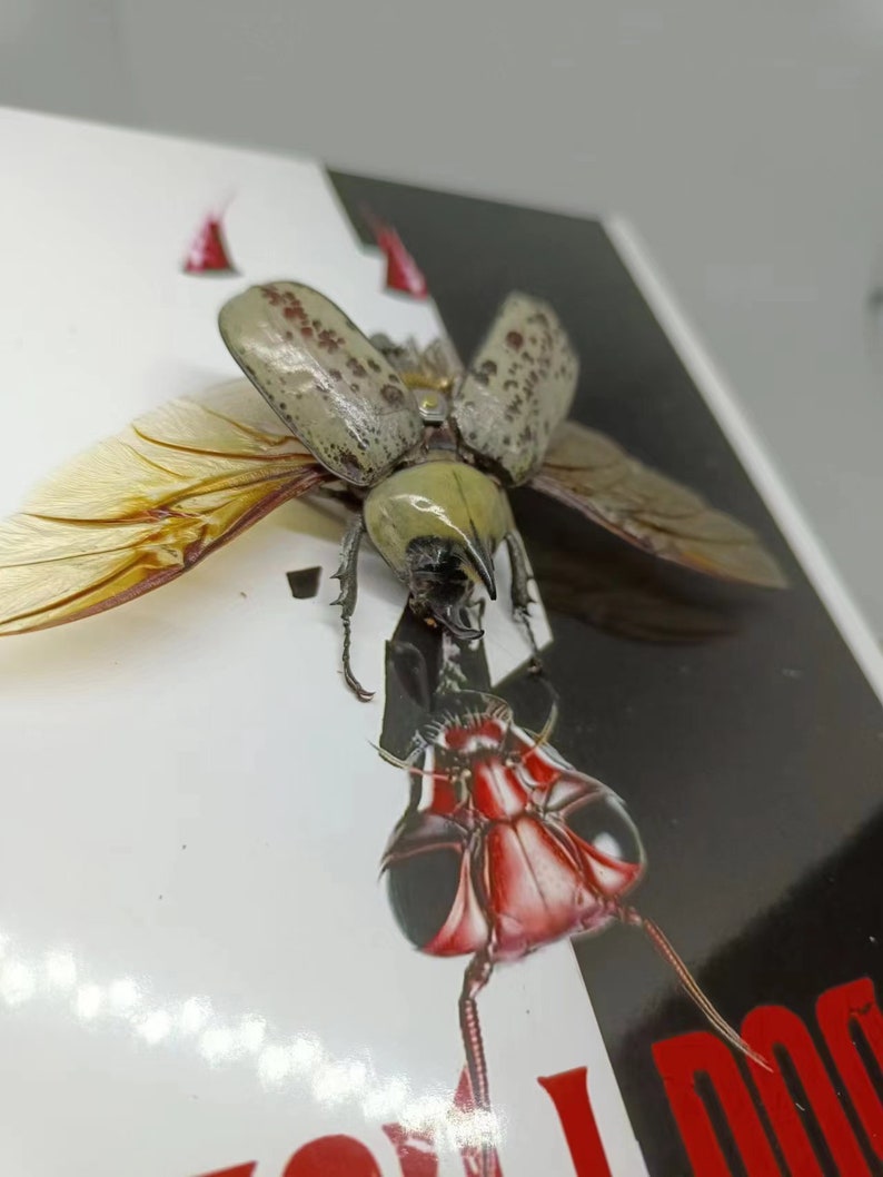 35 Bugface Meme Steamplpunkbugs Bio Mechanical REAL Beetle Rare ...