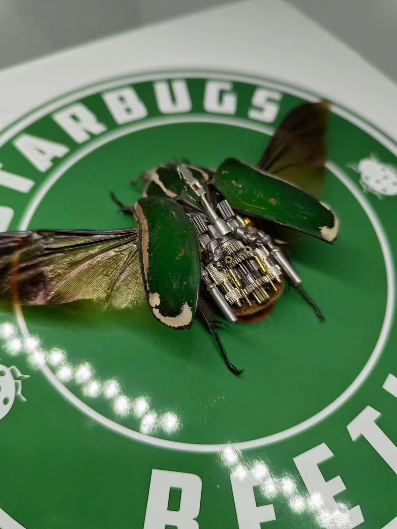 Starbugs Meme Steampunkbugs Bio Mechanical REAL Beetle Sculpture Frame ...