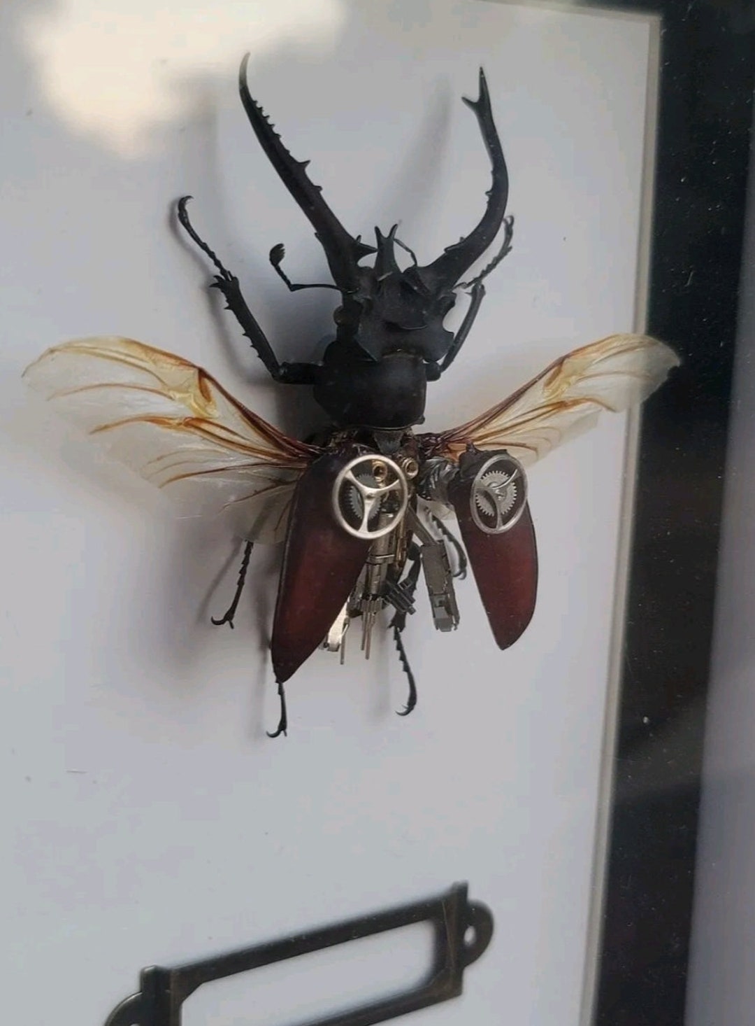 Steampunk Bio Mechanical REAL Beetle Sculpture Framed Art With - Etsy