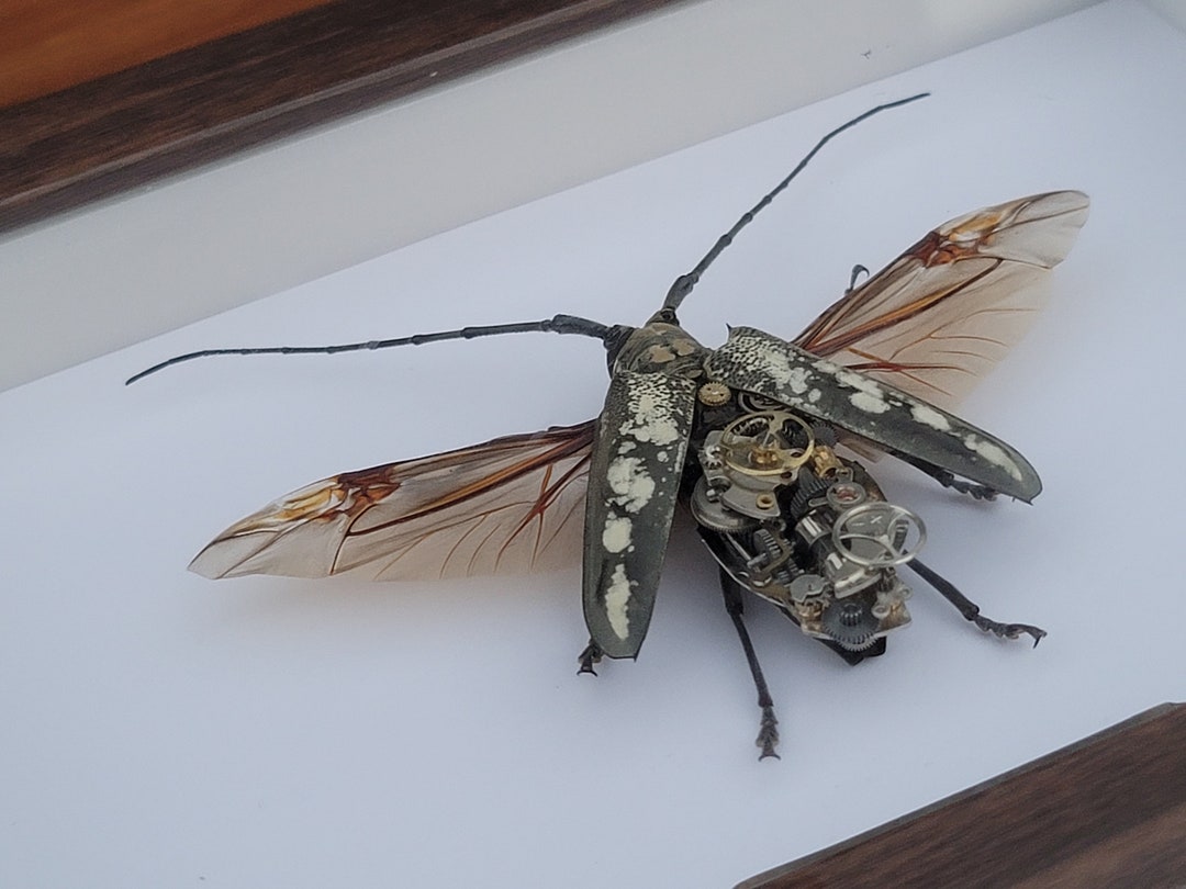 C1 Longhorn Beetle Steampunk Bugs Bio Mechanical Sculpture REAL Insect ...