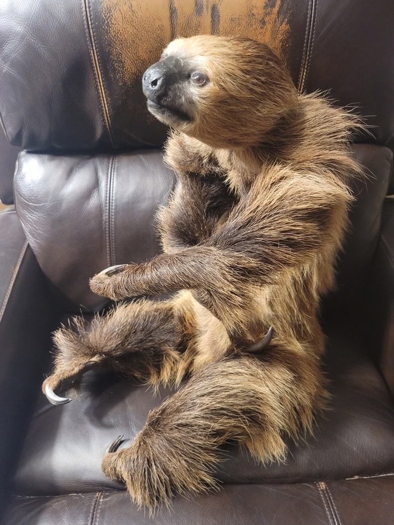 Rare and Odd Excellent Adult Sloth Taxidermy Posable Mount Full Body ...