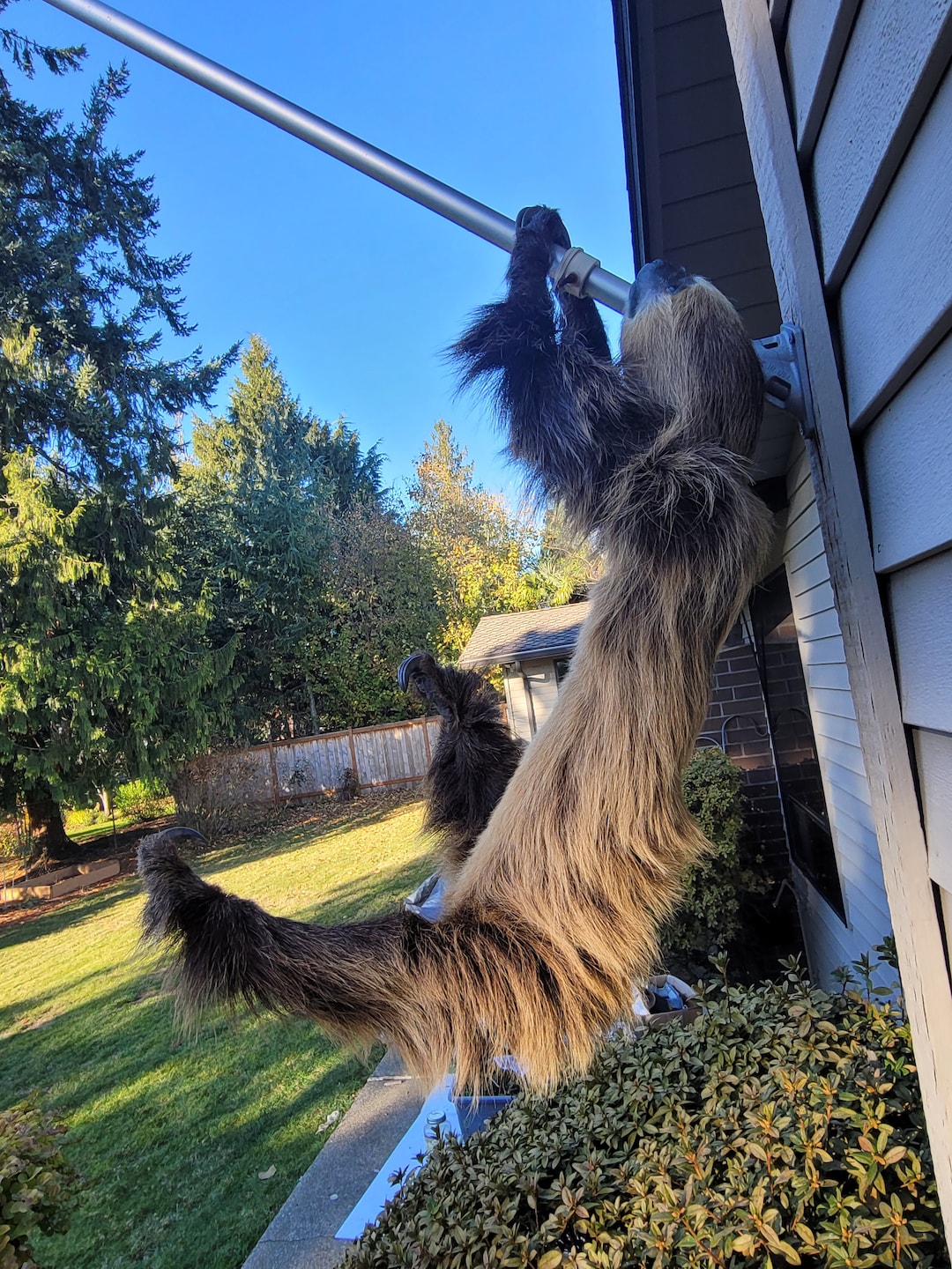 T4 Rare and Odd Excellent Adult Sloth Taxidermy Posable Mount Full Body ...