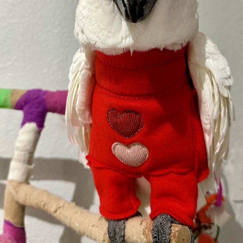 Cockatoo Clothes - Etsy